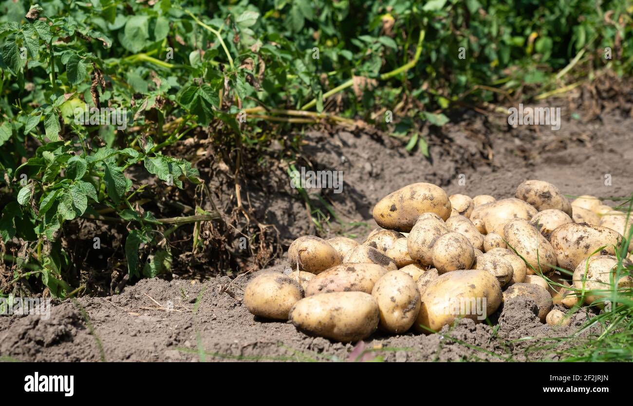 Pile of newly harvested potatoes - Solanum tuberosum on field. Harvesting potato roots from soil ...