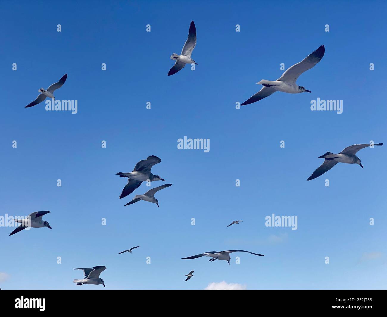 Parallel wings hi-res stock photography and images - Alamy