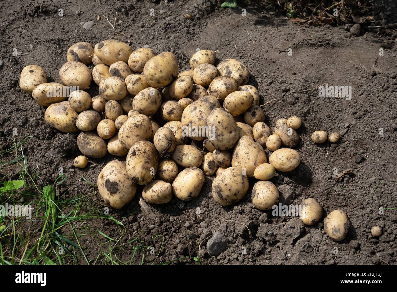 Pile of newly harvested potatoes - Solanum tuberosum on field. Harvesting potato roots from soil ...