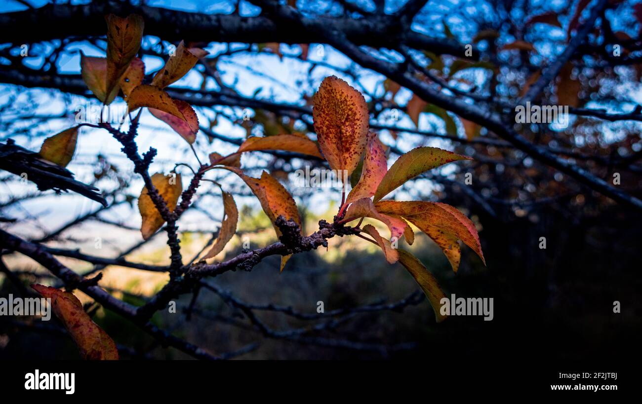 Shrub with discolored leaves hi-res stock photography and images - Alamy