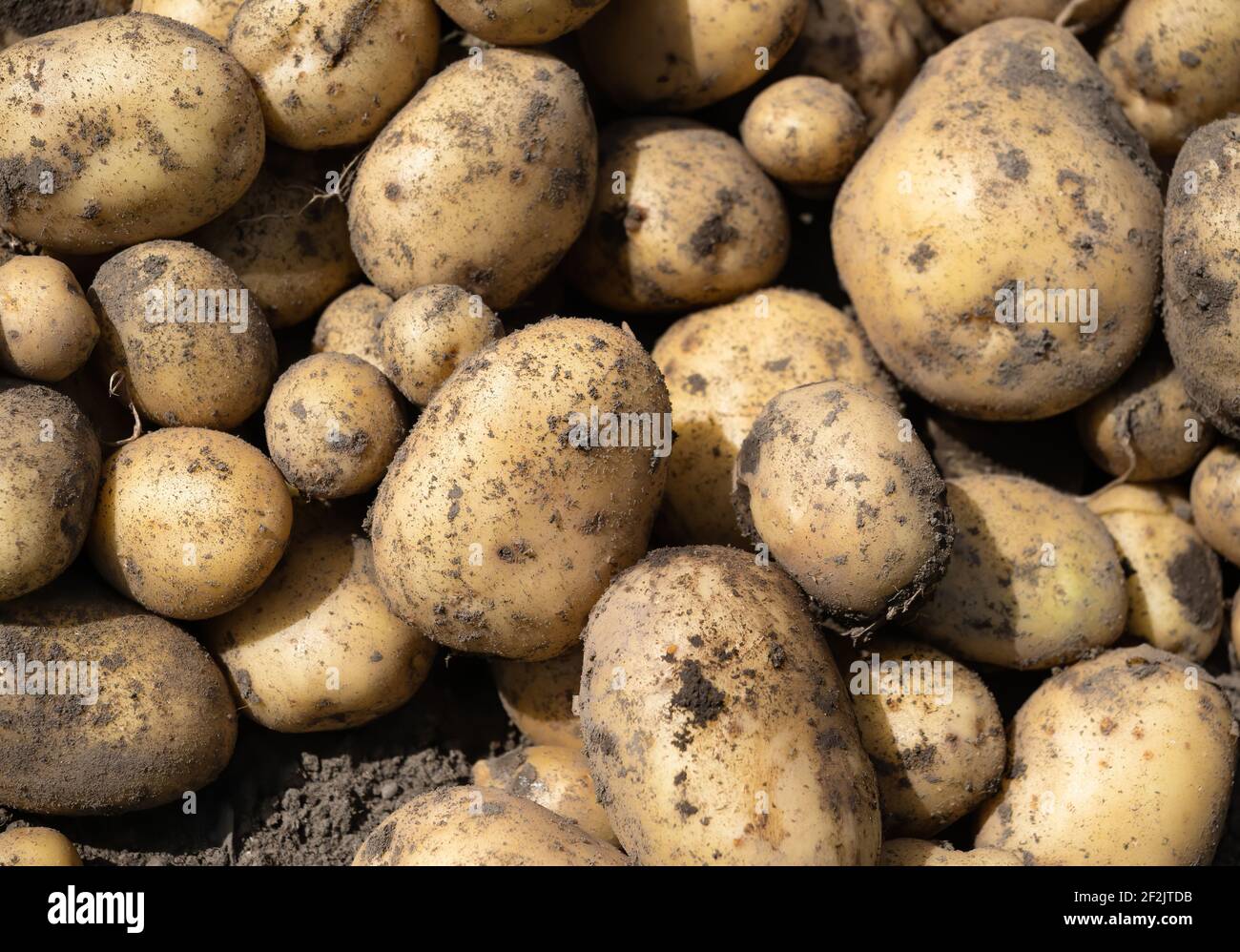 Pile of newly harvested potatoes - Solanum tuberosum on field. Harvesting potato roots from soil ...
