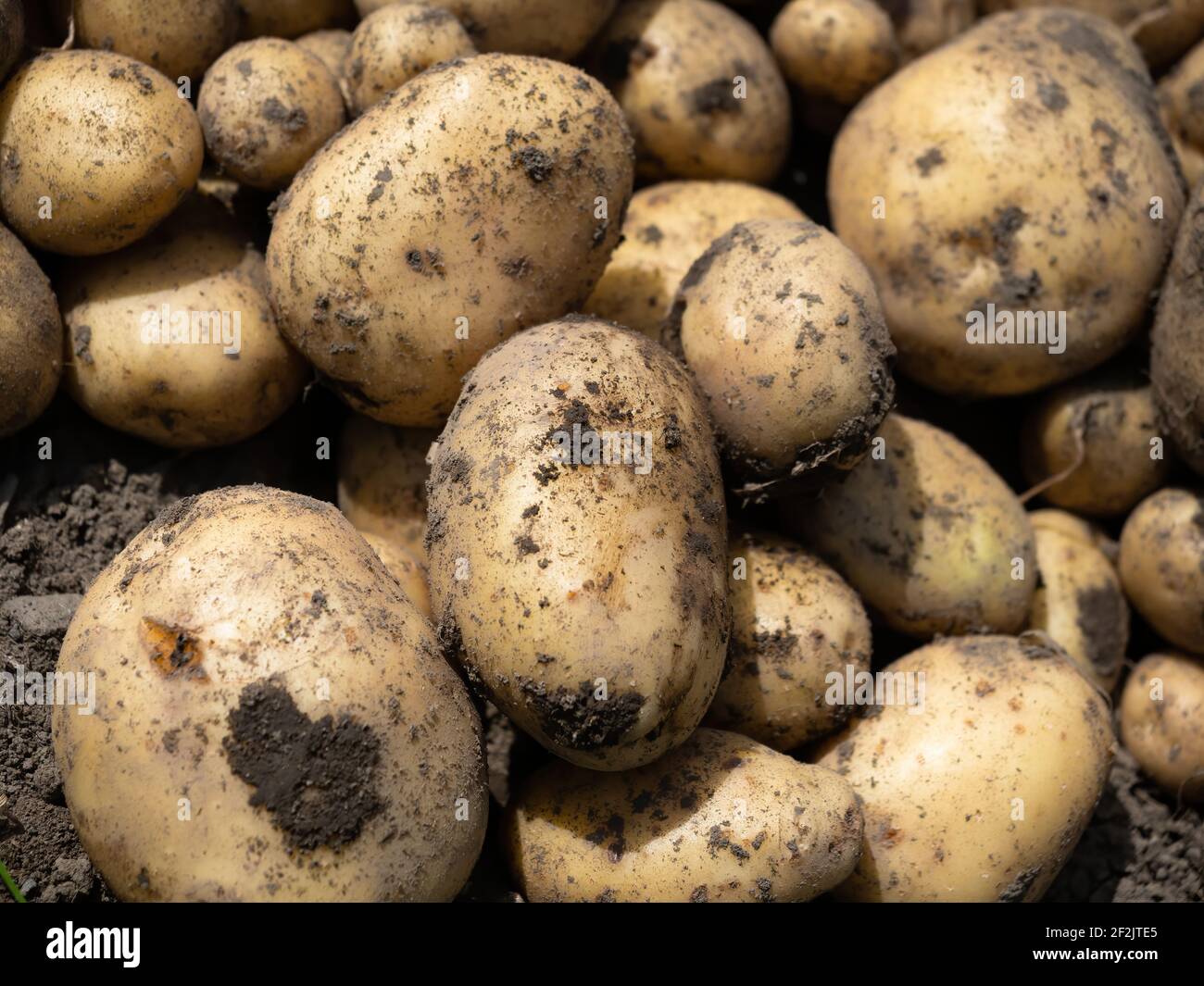 Pile of newly harvested potatoes - Solanum tuberosum on field. Harvesting potato roots from soil ...