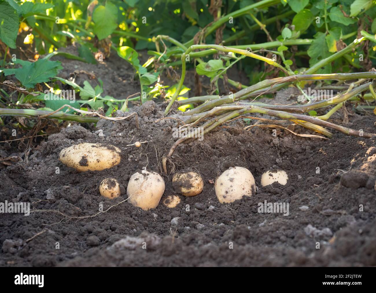 Pile of newly harvested potatoes - Solanum tuberosum on field. Harvesting potato roots from soil ...