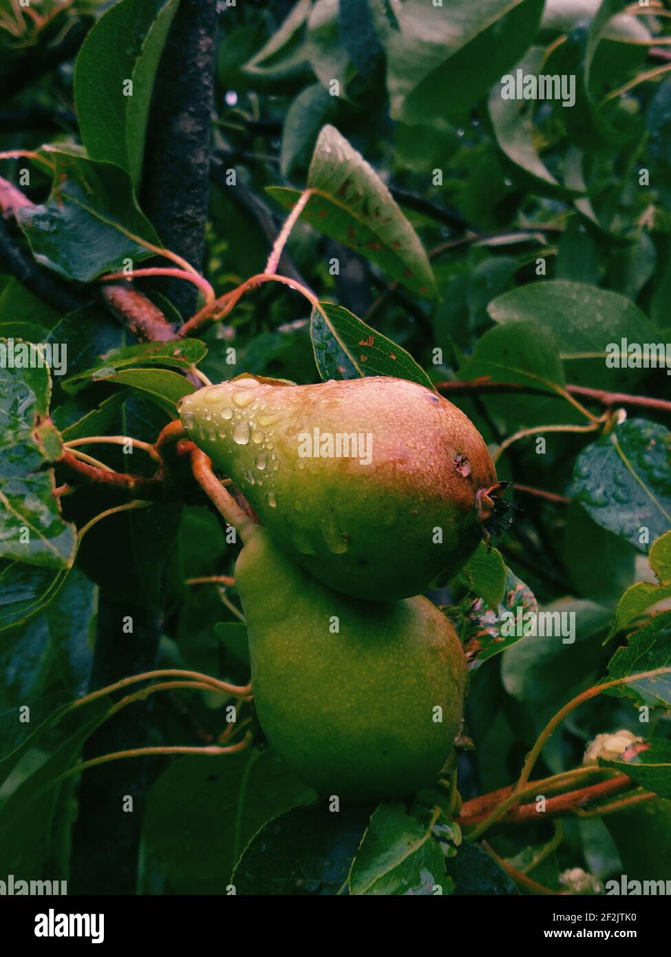 Pears natural beauty hi-res stock photography and images - Alamy