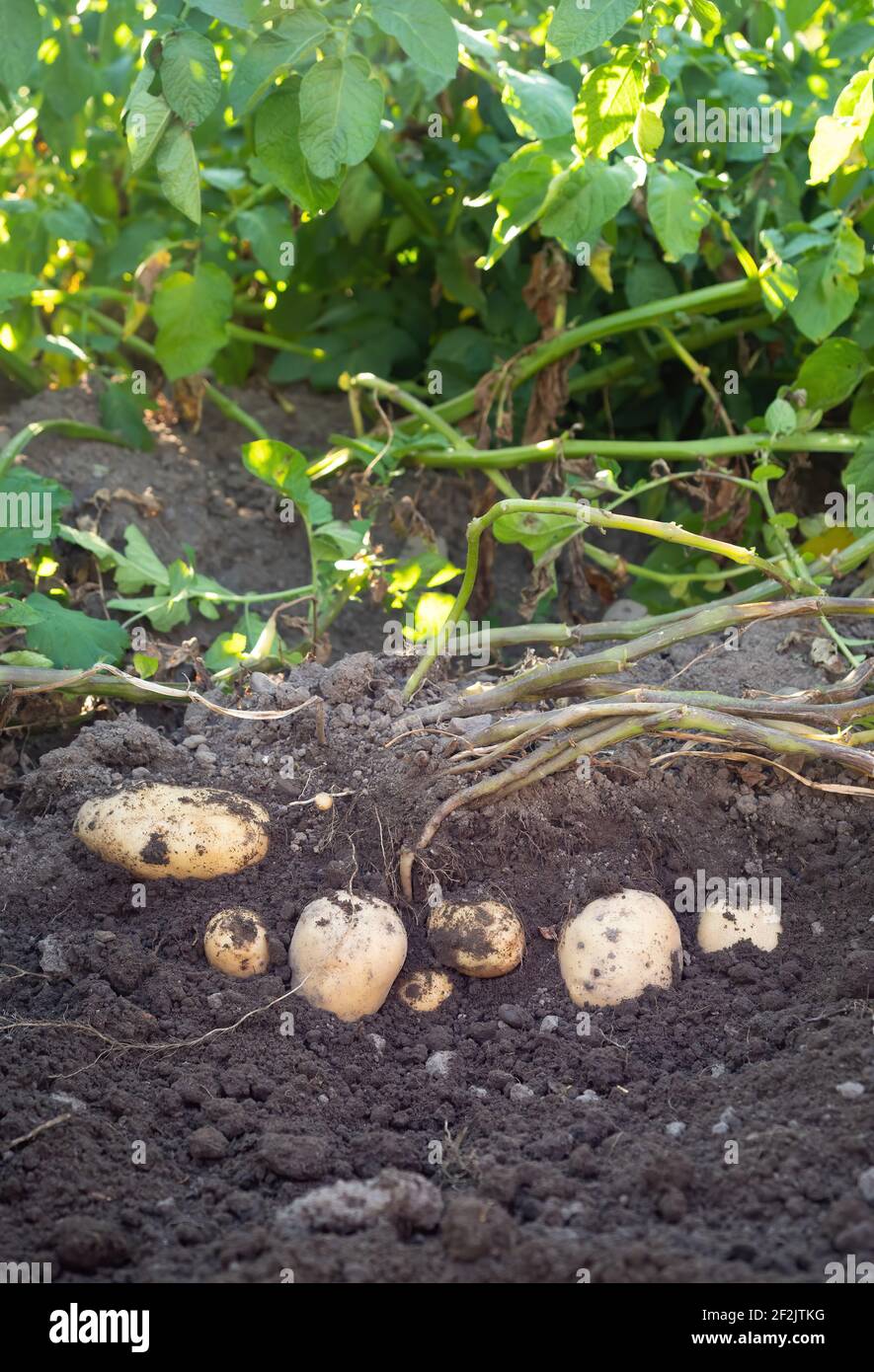 Pile of newly harvested potatoes - Solanum tuberosum on field. Harvesting potato roots from soil ...