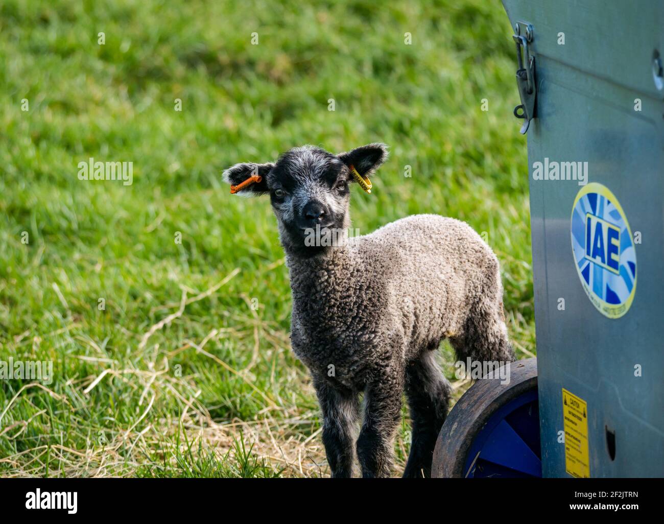 Cute curious Katmoget Shetland sheep lamb in field in sunshine, East ...