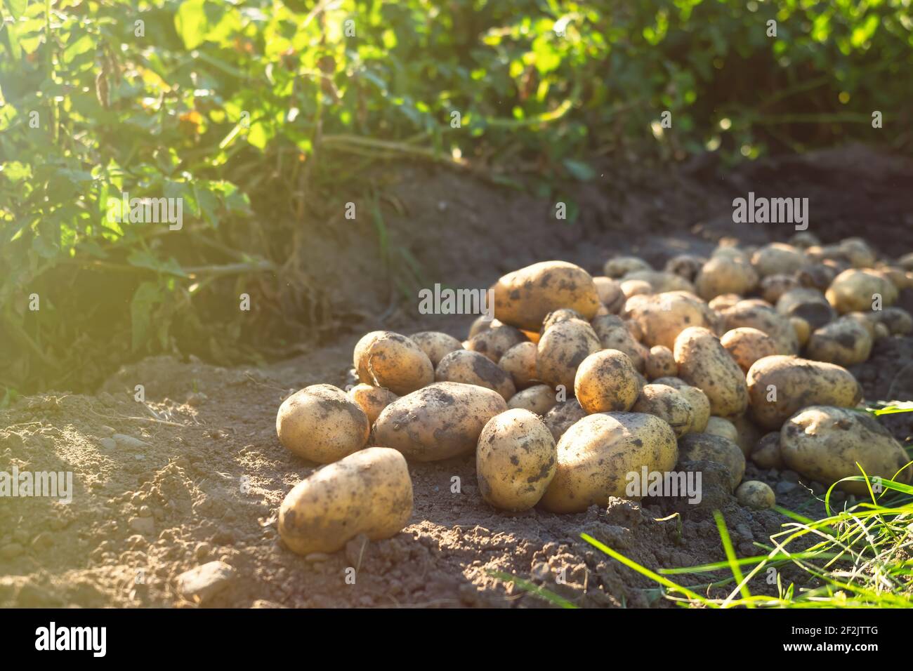 Pile of newly harvested potatoes - Solanum tuberosum on field. Harvesting potato roots from soil ...