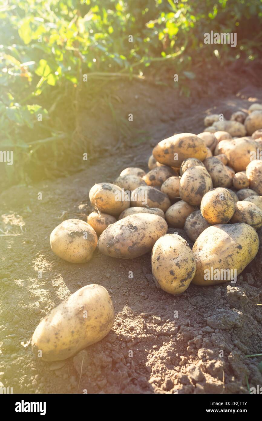 Pile of newly harvested potatoes - Solanum tuberosum on field. Harvesting potato roots from soil ...