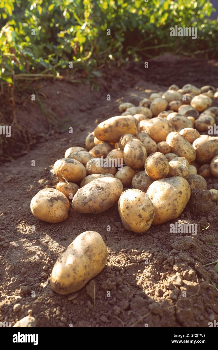 Pile of newly harvested potatoes - Solanum tuberosum on field. Harvesting potato roots from soil ...