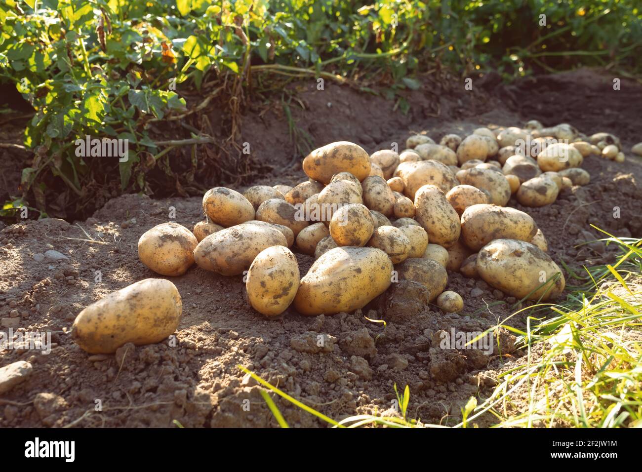 Pile of newly harvested potatoes - Solanum tuberosum on field. Harvesting potato roots from soil ...