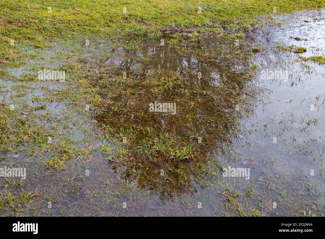 Tree reflecting in a water puddle in the grass Stock Photo - Alamy