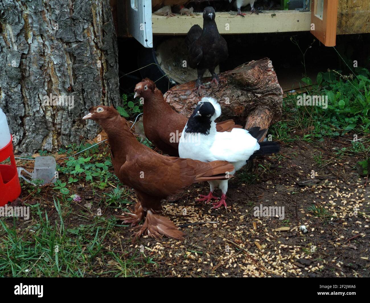 Pigeons and animals outdoors poultry hi-res stock photography and ...