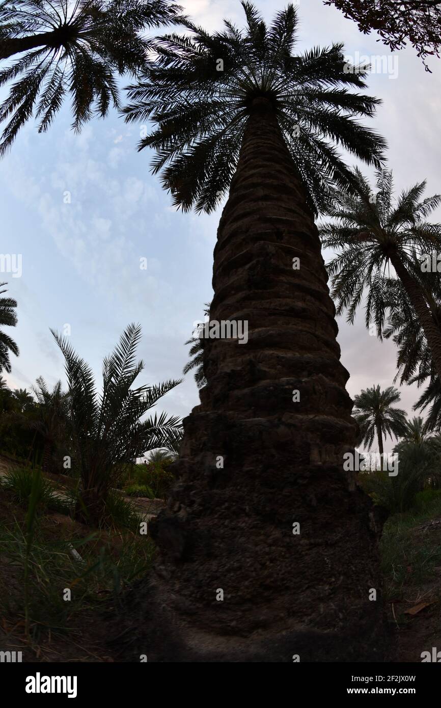 Date palm , tree of the palm family cultivated for its sweet edible ...