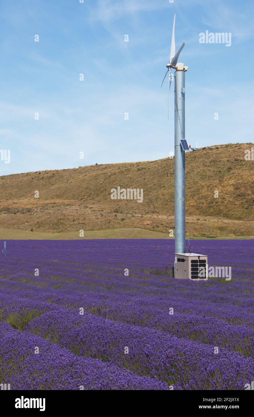 Wind turbine and solar panel in a lavender farm near Twizel on South ...