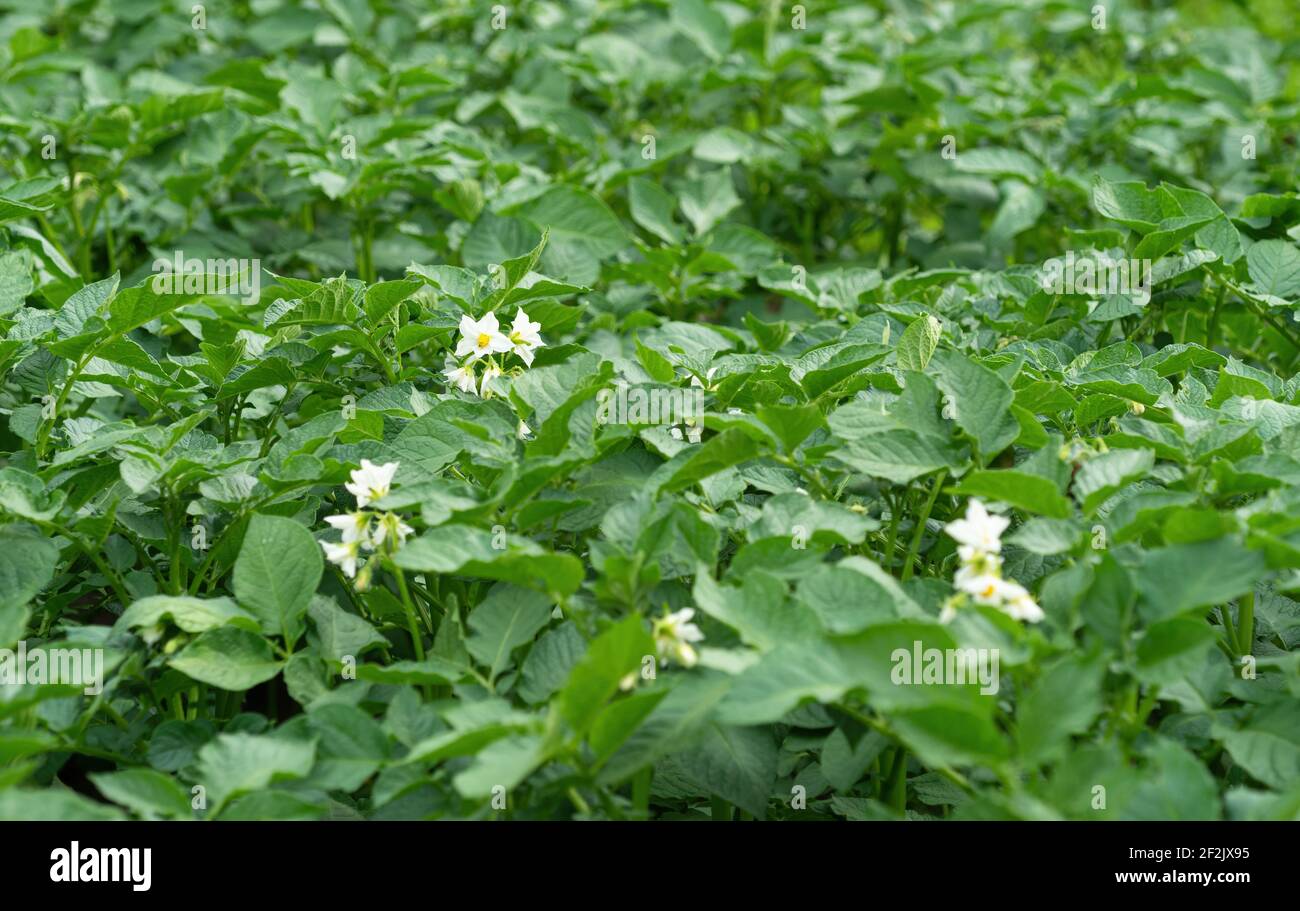 Bed of blooming potato plants. Patch of Solanum tuberosum plant in ...