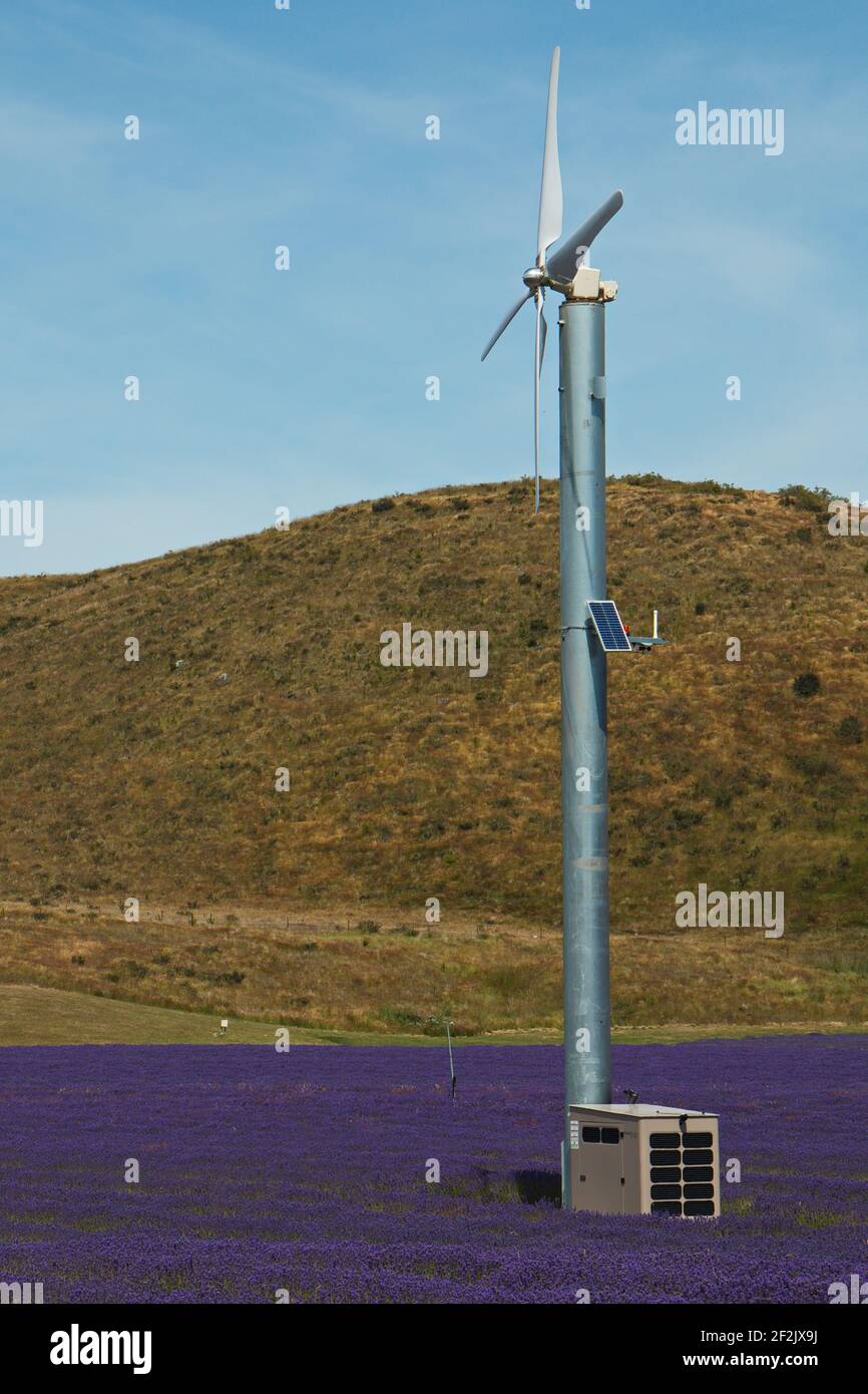 Wind turbine and solar panel in a lavender farm near Twizel on South ...