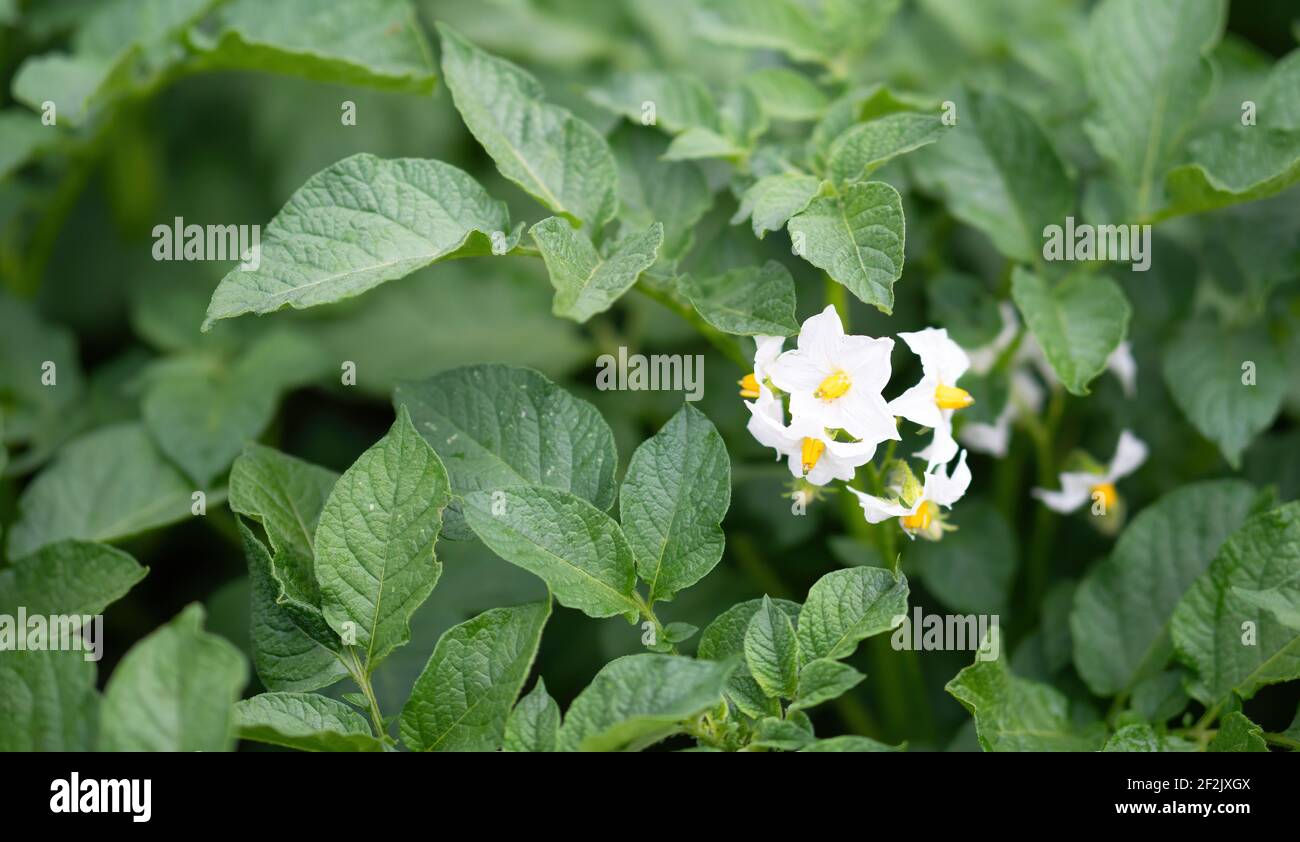 White potato plant flower hi-res stock photography and images - Alamy