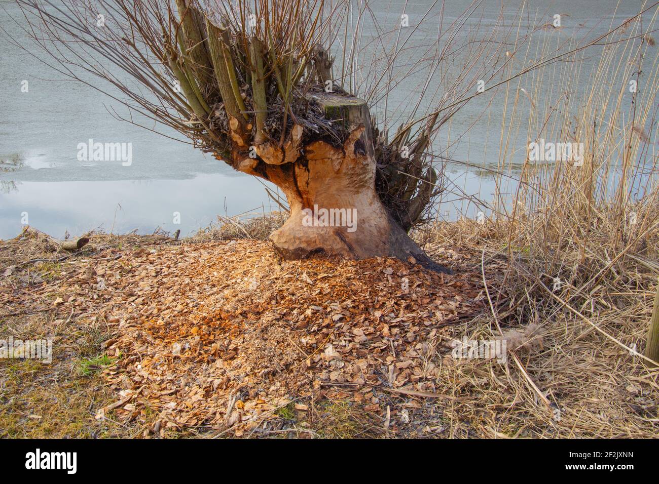 Beaver felled tree hi-res stock photography and images - Alamy