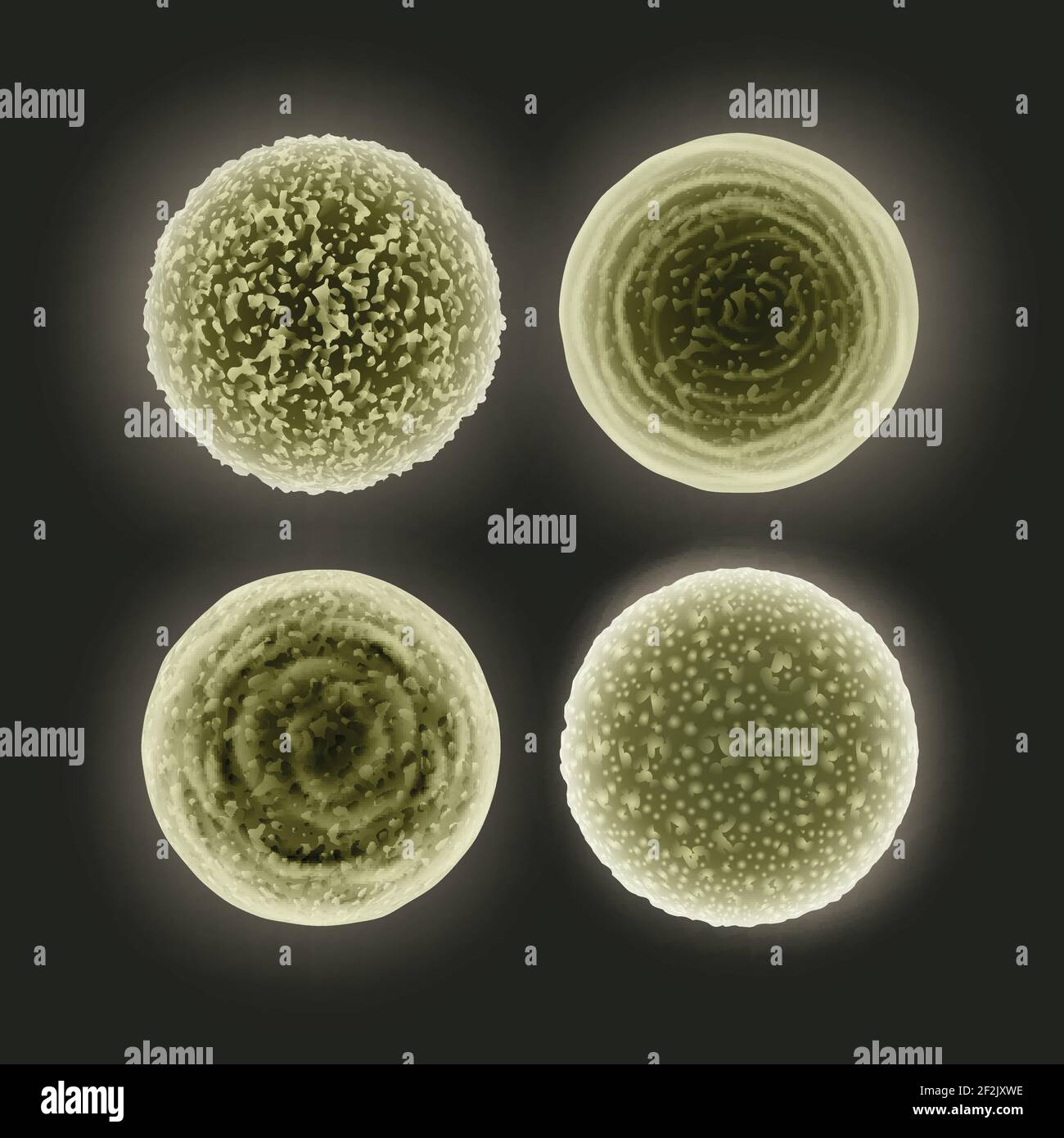 Cocci bacteria hi-res stock photography and images - Alamy