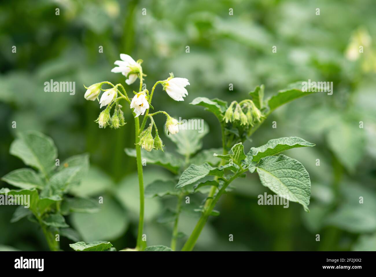 White potato plant flower hi-res stock photography and images - Alamy