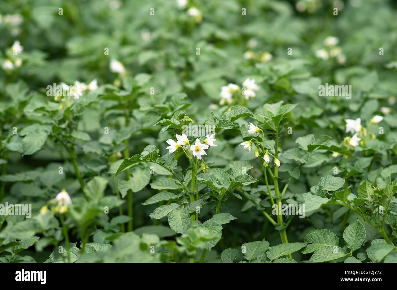 Bed of blooming potato plants. Patch of Solanum tuberosum plant in ...