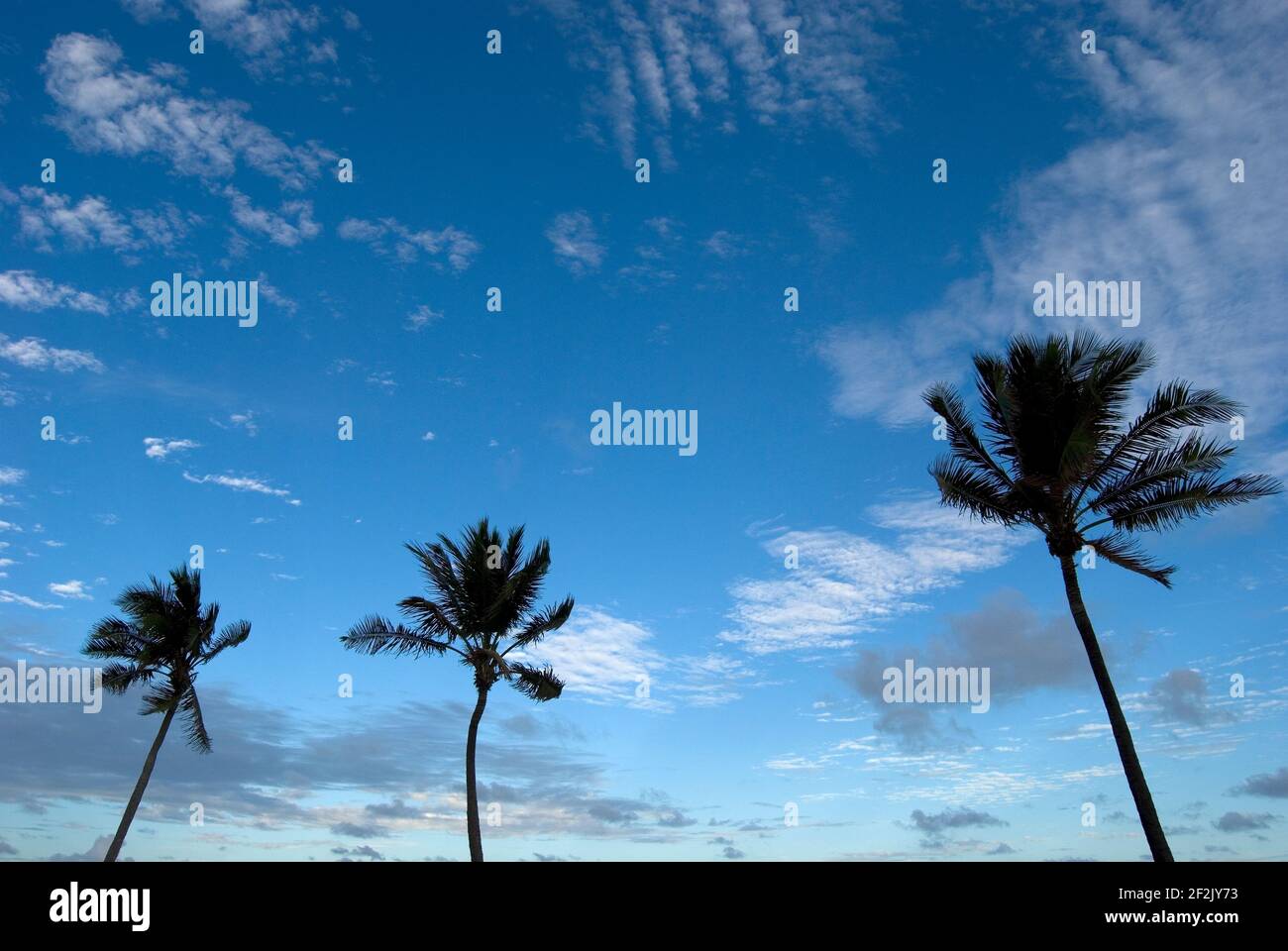 Image three palm trees hi-res stock photography and images - Alamy