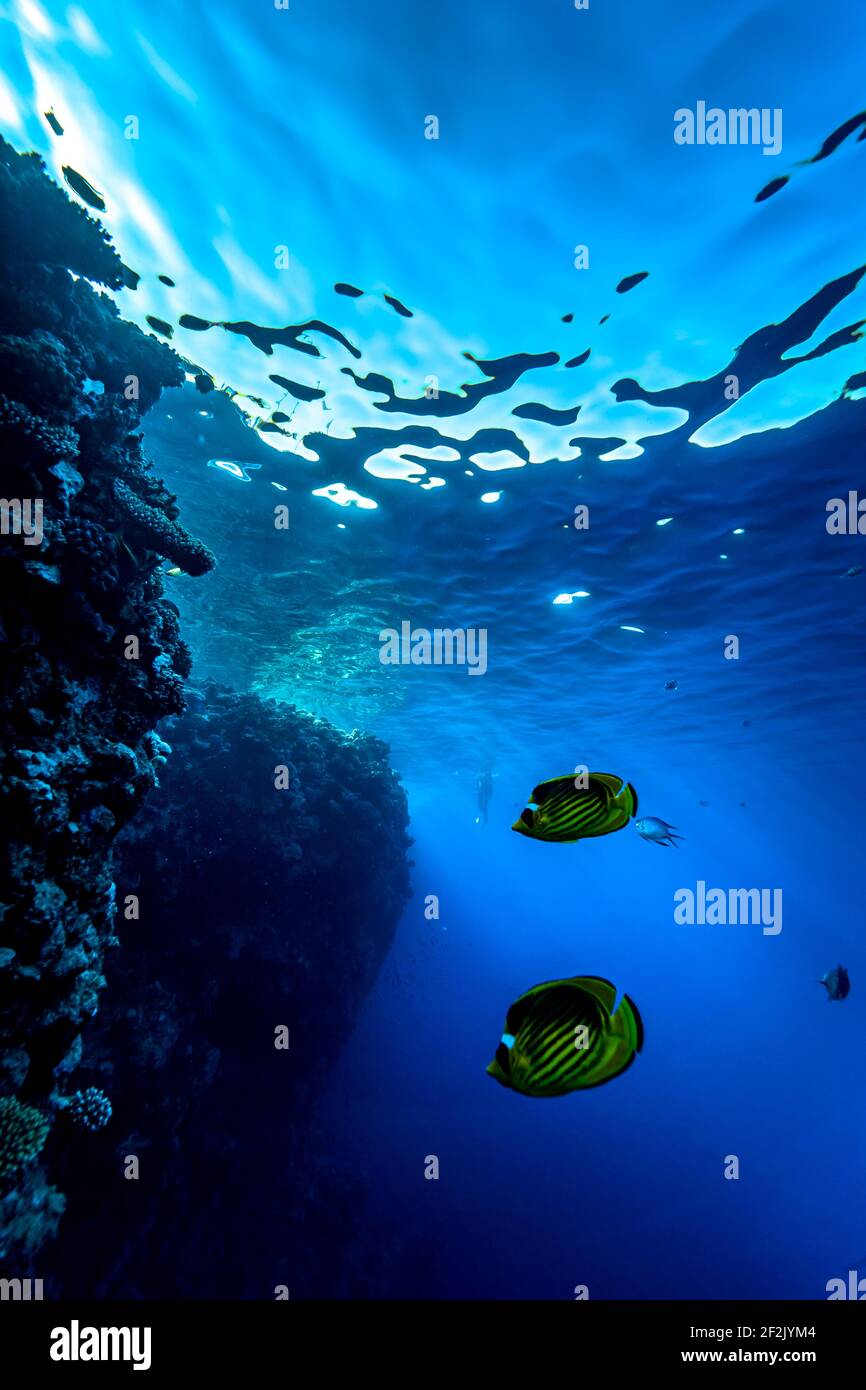 Reef in Sharm el Sheikh, Sinai - Egypt Stock Photo - Alamy