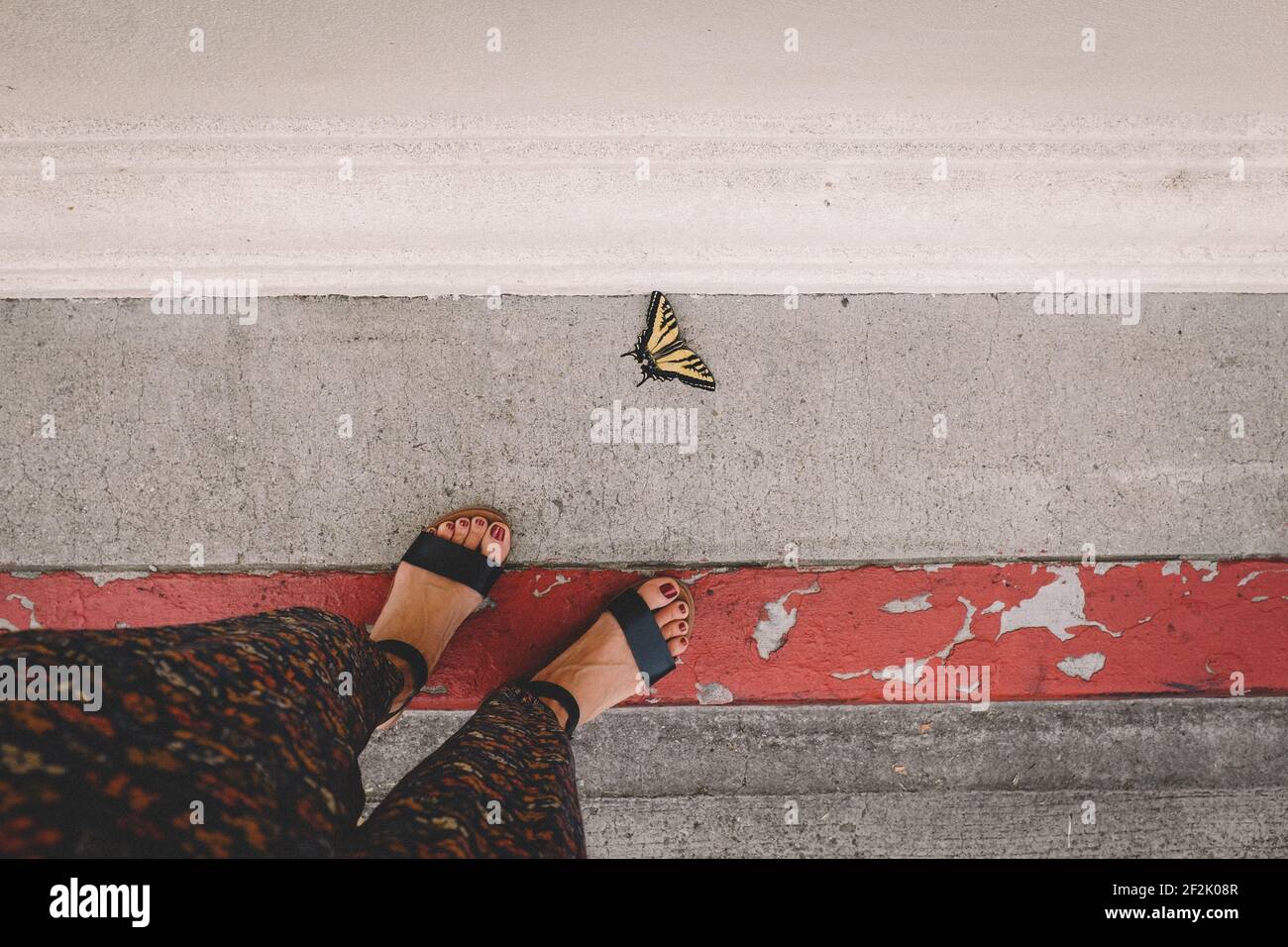 Dead Butterfly Discovered on the Asphalt Stock Photo - Alamy
