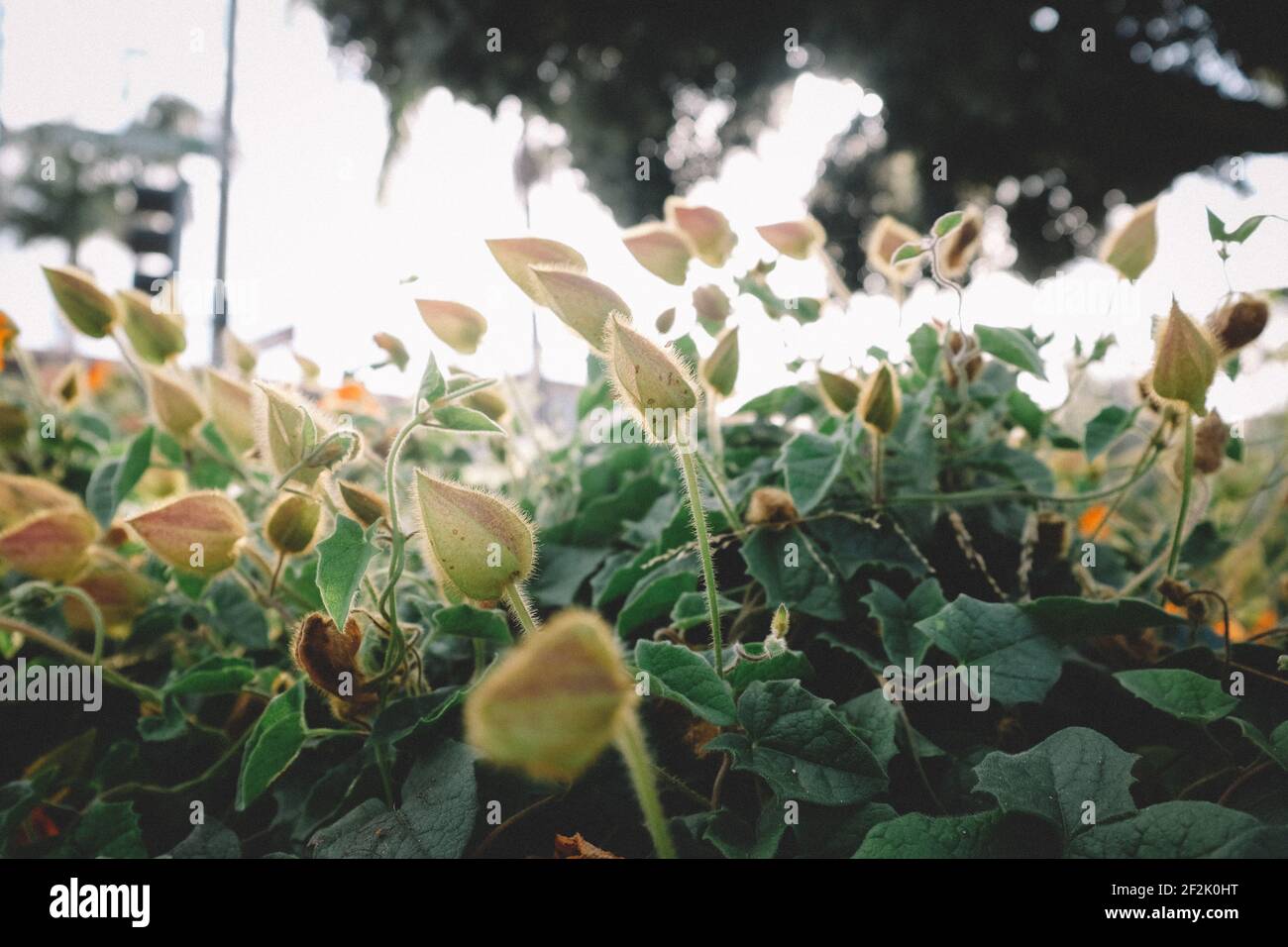 Detail of Fuzzy Flower Pods are Backlit and soft Stock Photo - Alamy