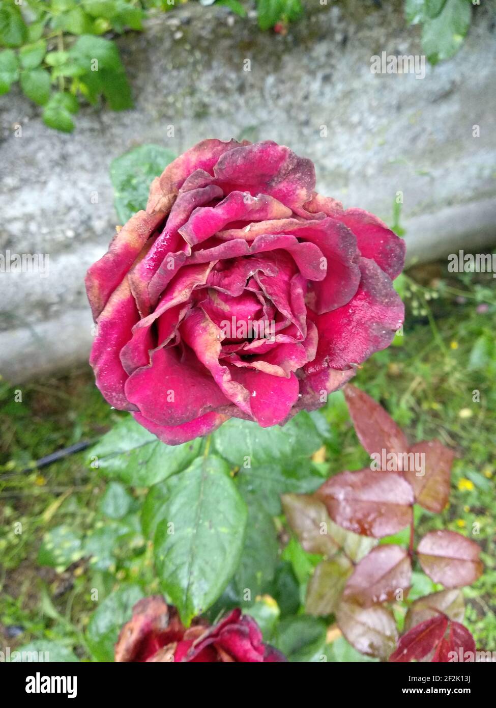 Rose with awesome red color hi-res stock photography and images - Alamy