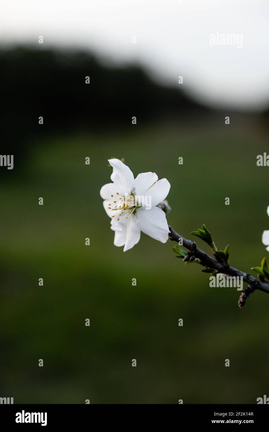 Camp spring hi-res stock photography and images - Alamy