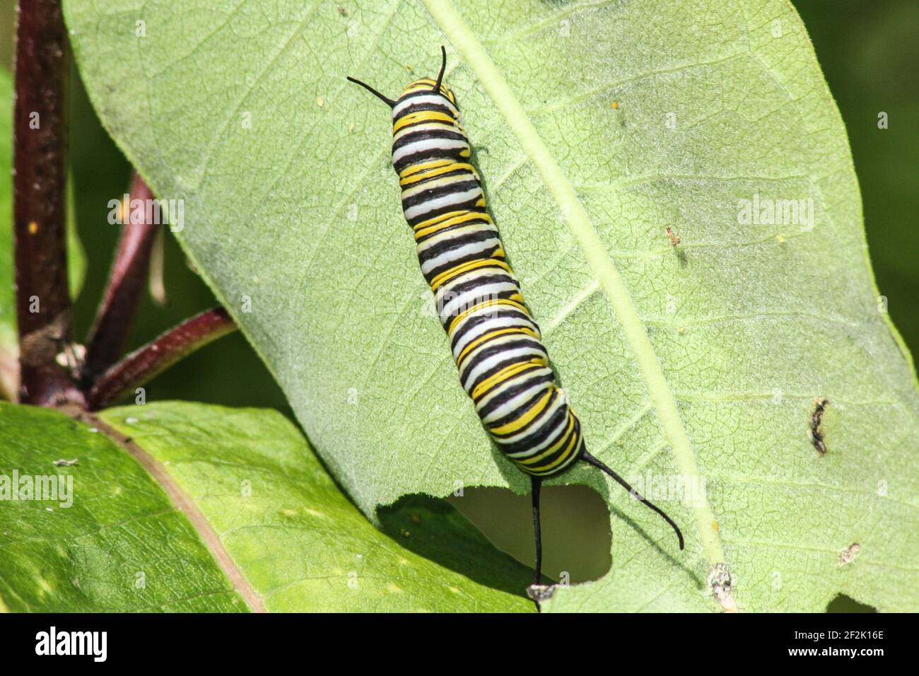 African eating caterpillar hi-res stock photography and images - Alamy
