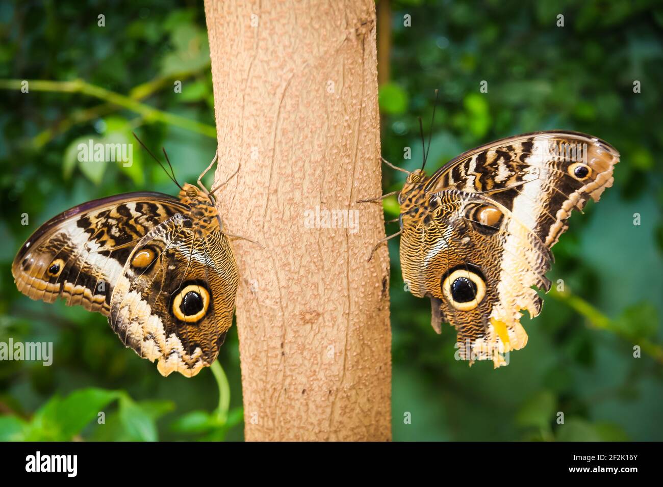 2 Two Blue Morpho Butterflies On A Tree With Wings Closed Stock Photo ...