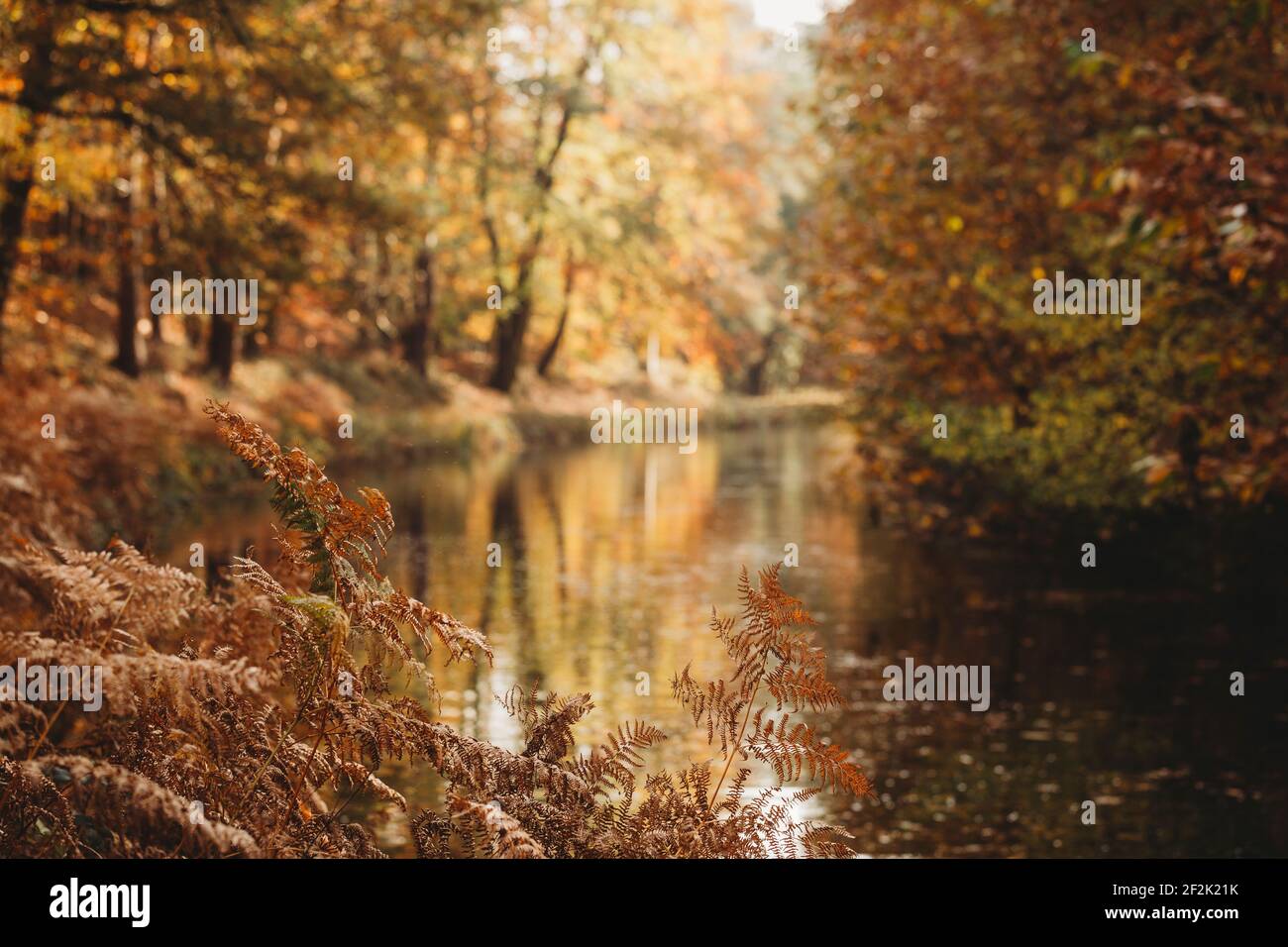 Bracken landscape hi-res stock photography and images - Alamy