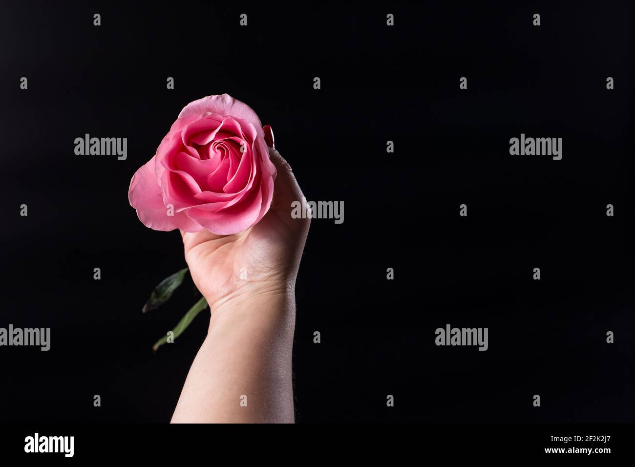 Holding pink rose hi-res stock photography and images - Alamy