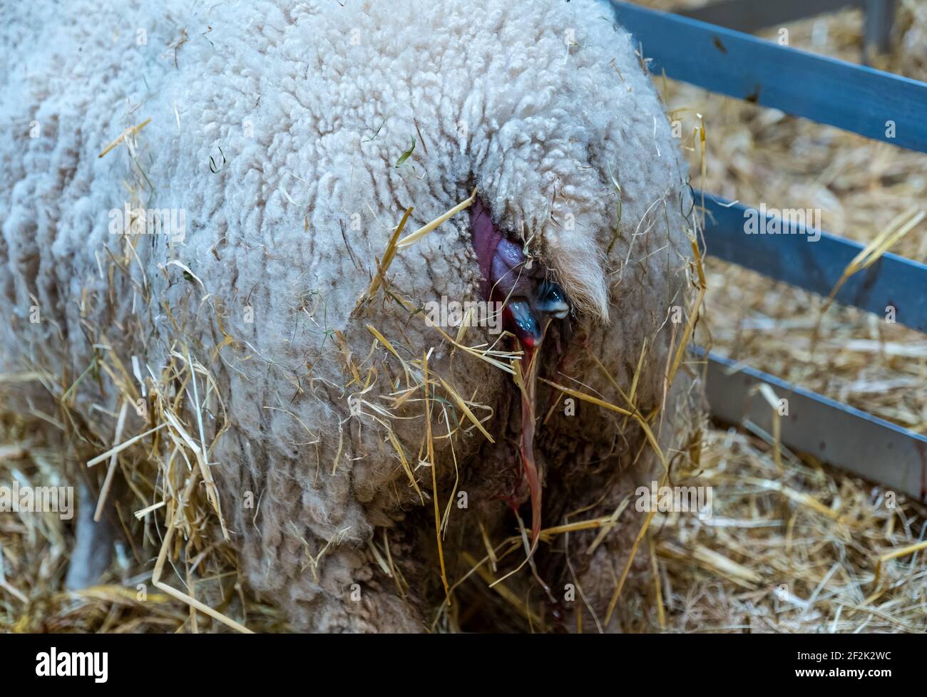 Giving birth hi-res stock photography and images - Alamy