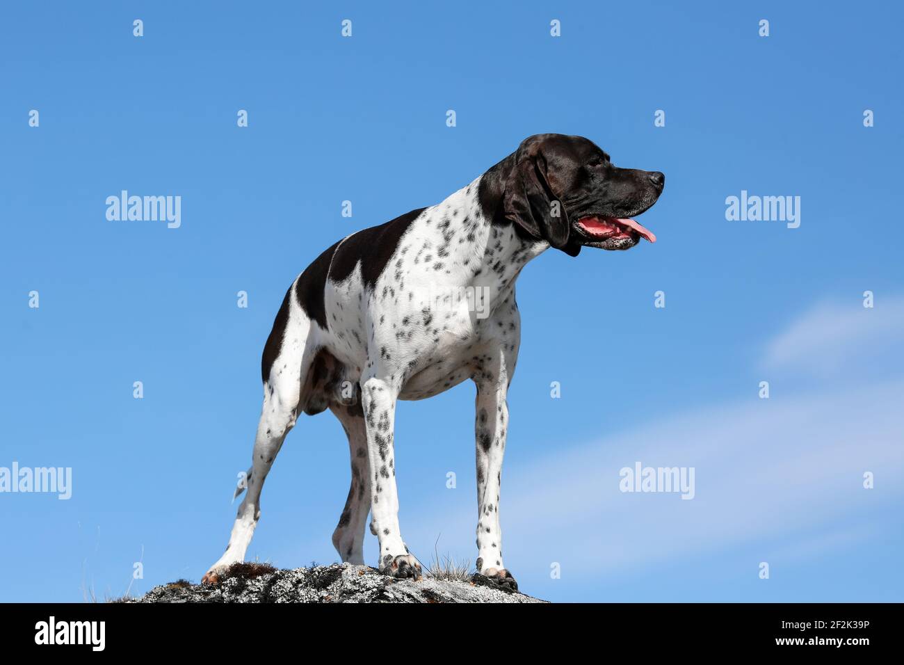 Dog english pointer portrait on the blue background Stock Photo - Alamy