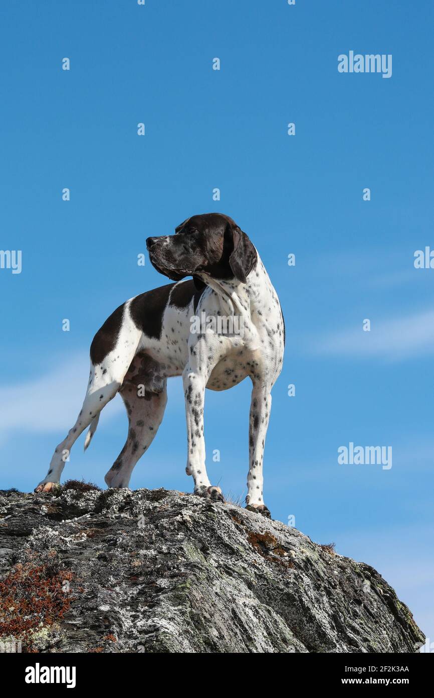 Dog english pointer portrait on the blue background, closeup Stock ...
