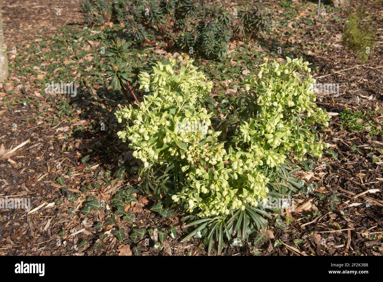 Spring Flowers of the Evergreen Stinking Hellebore Plant (Helleborus ... Spring Flowers of the Evergreen Stinking Hellebore Plant (Helleborus ...