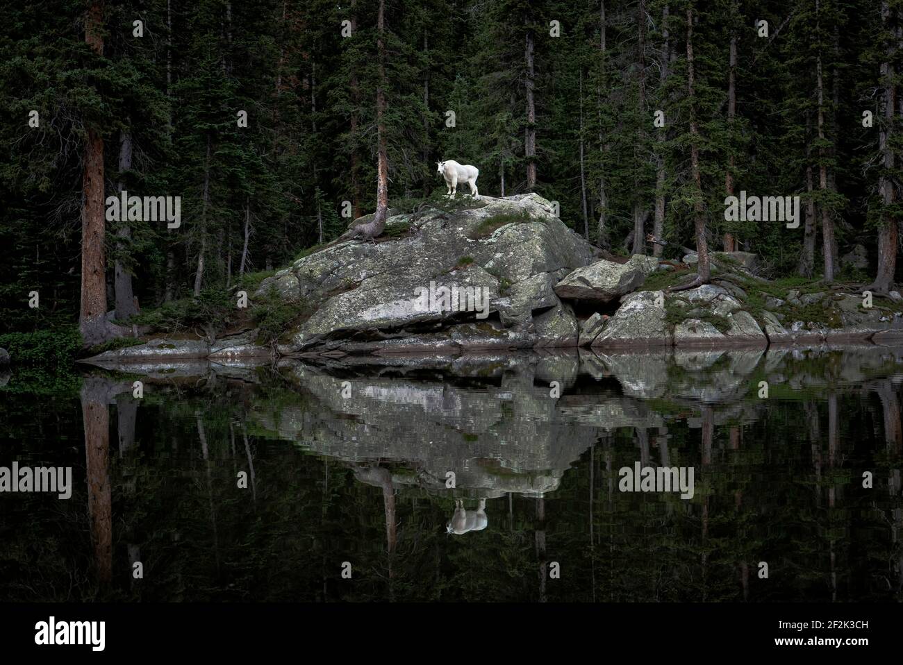 Mountain goat standing on rock hi-res stock photography and images - Alamy