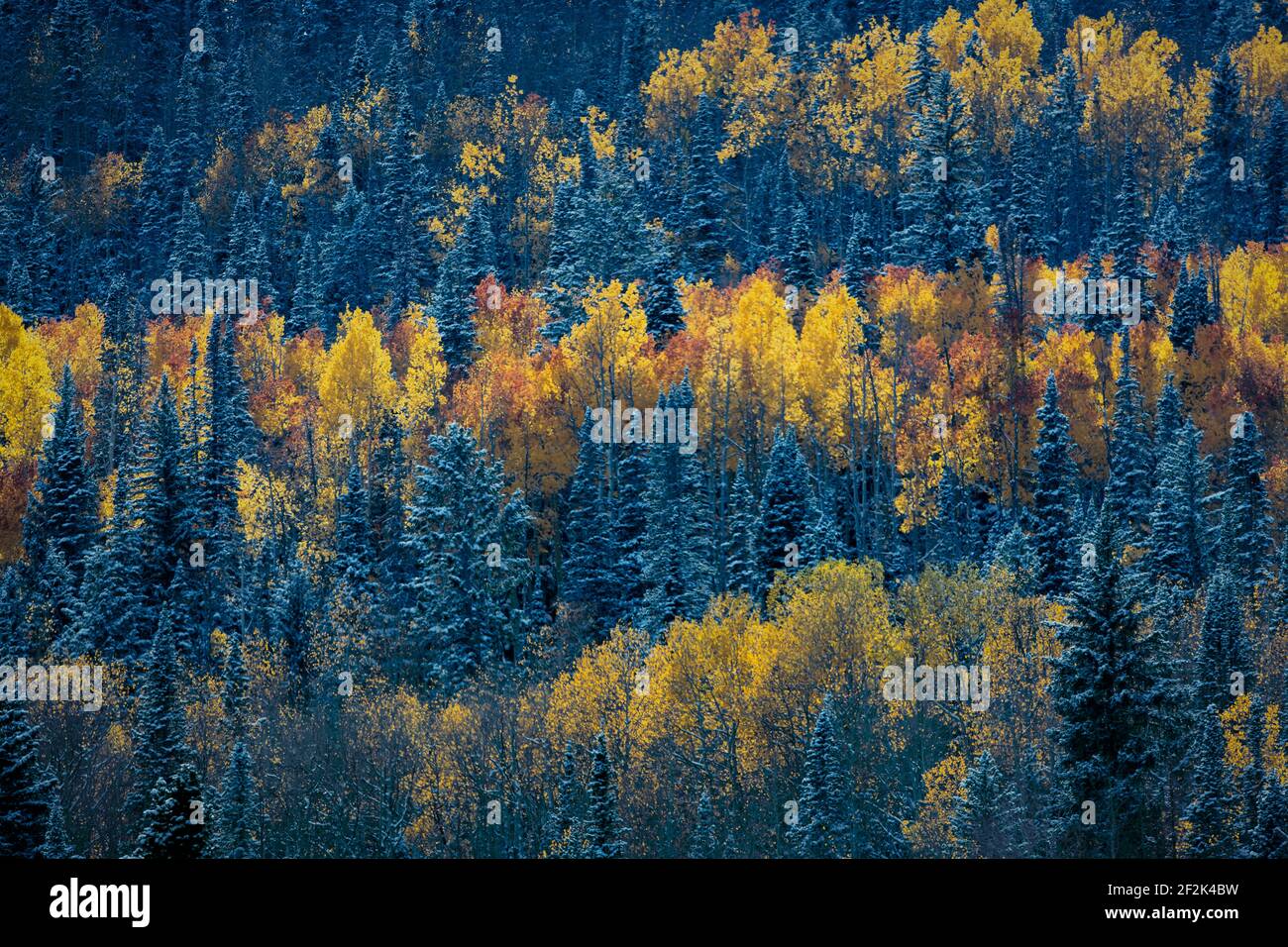 Aspen colorado winter snow trees hi-res stock photography and images ...