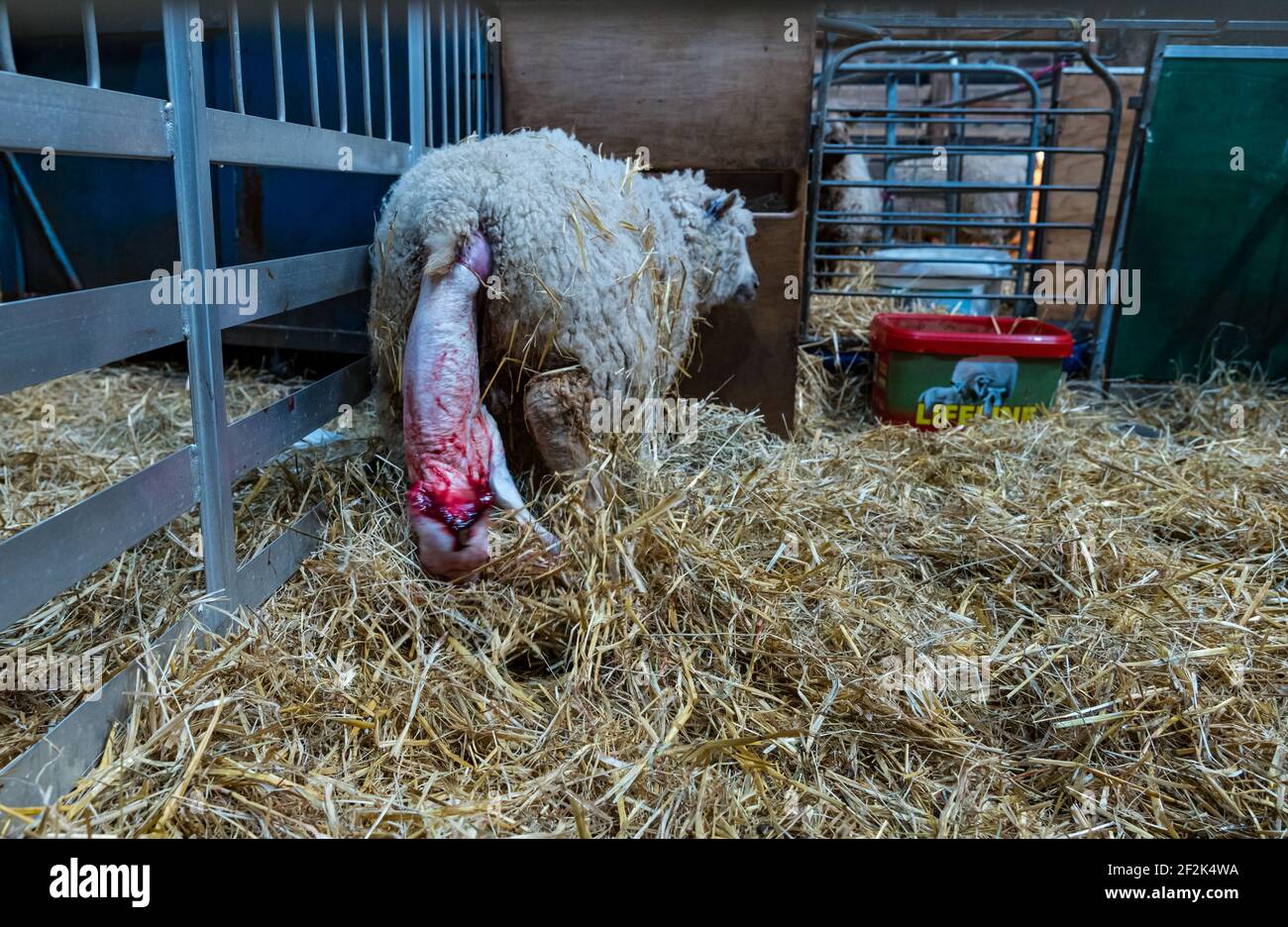 Shetland sheep ewe giving birth to newborn lamb in barn, East Lothian ...
