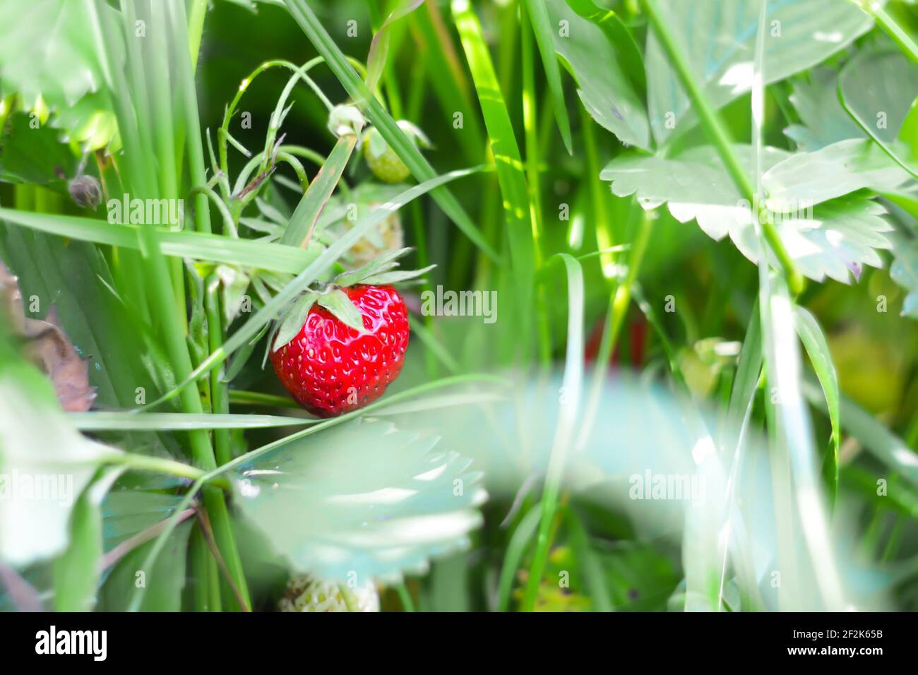 Strawberry vine hi-res stock photography and images - Alamy