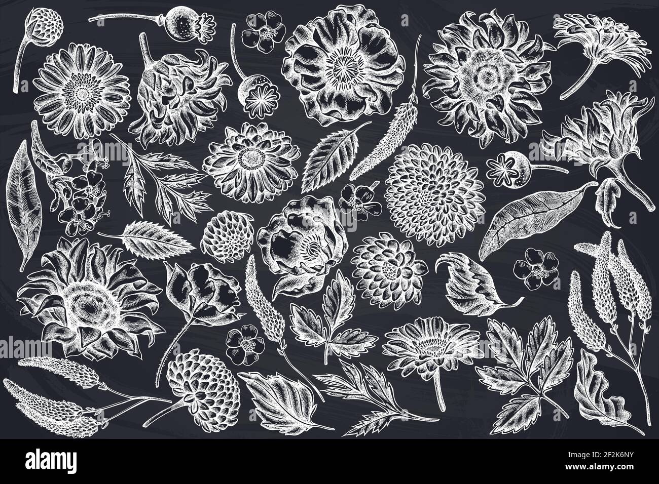Vector set of hand drawn chalk poppy flower, gerbera, sunflower ...