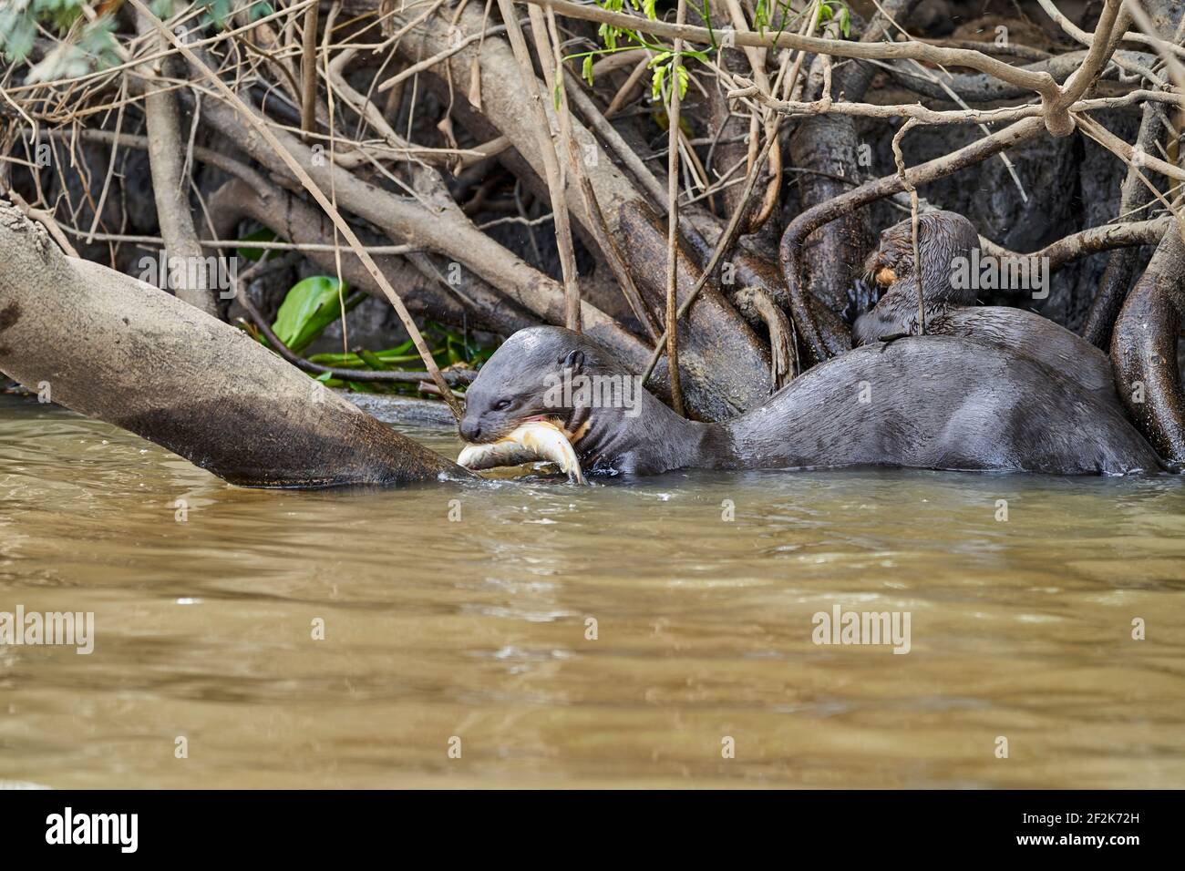Giant River Otter Eating Crocodile