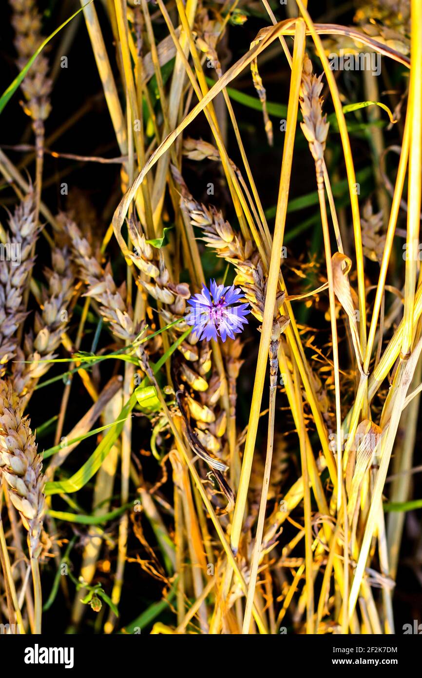 Cornflower seed hi-res stock photography and images - Alamy
