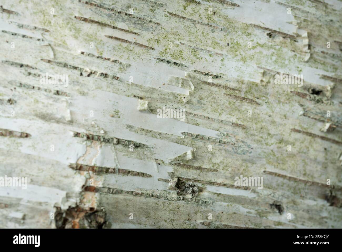 Patterns in the bark of a silver birch (Betula pendula), Ham Wall ...
