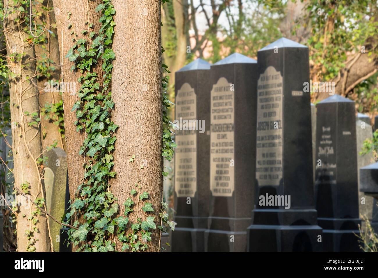 Berlin, Jewish cemetery Berlin Weissensee, ivy-entwined tree trunks and ...