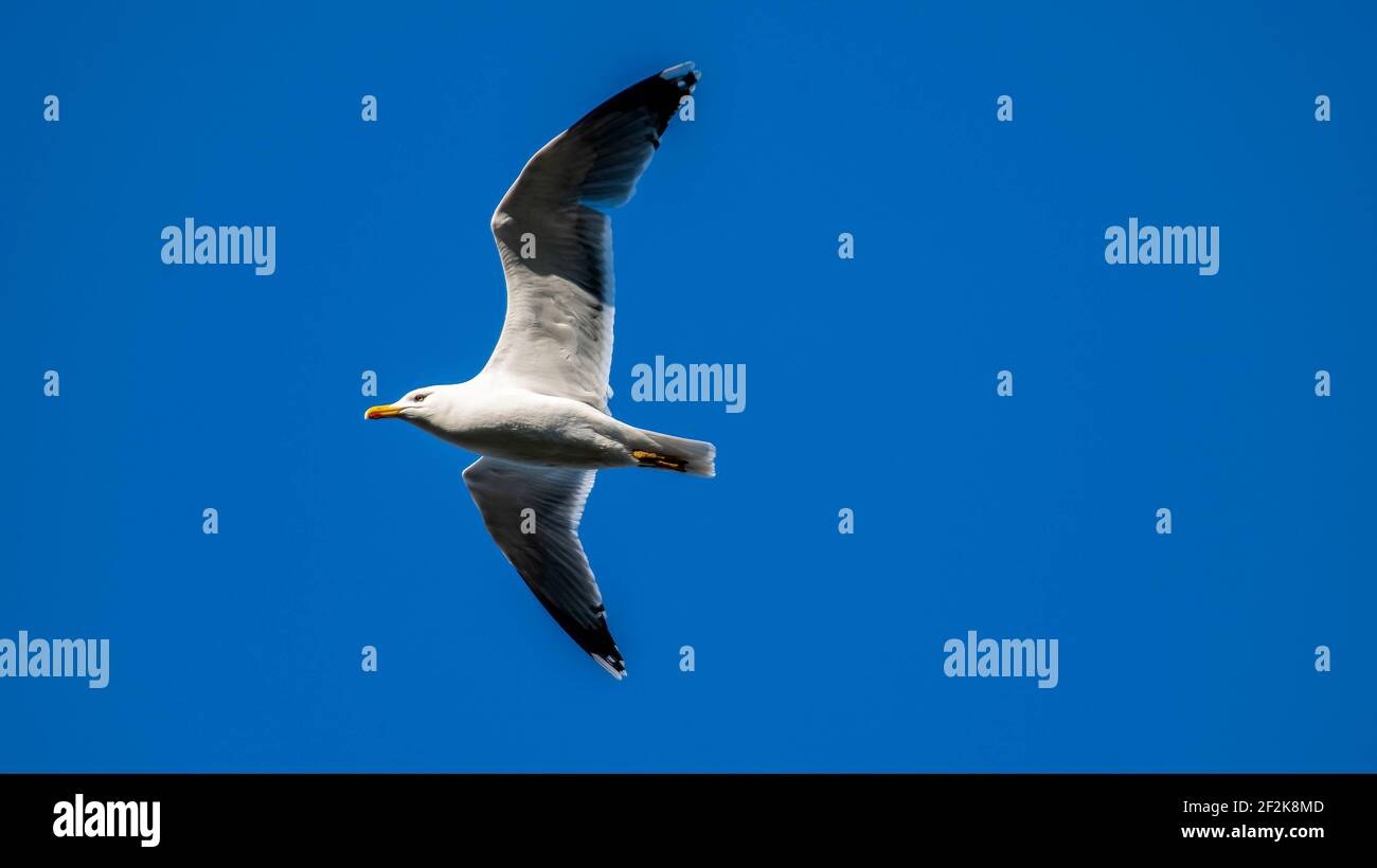 Blue ocean seagull hi-res stock photography and images - Alamy