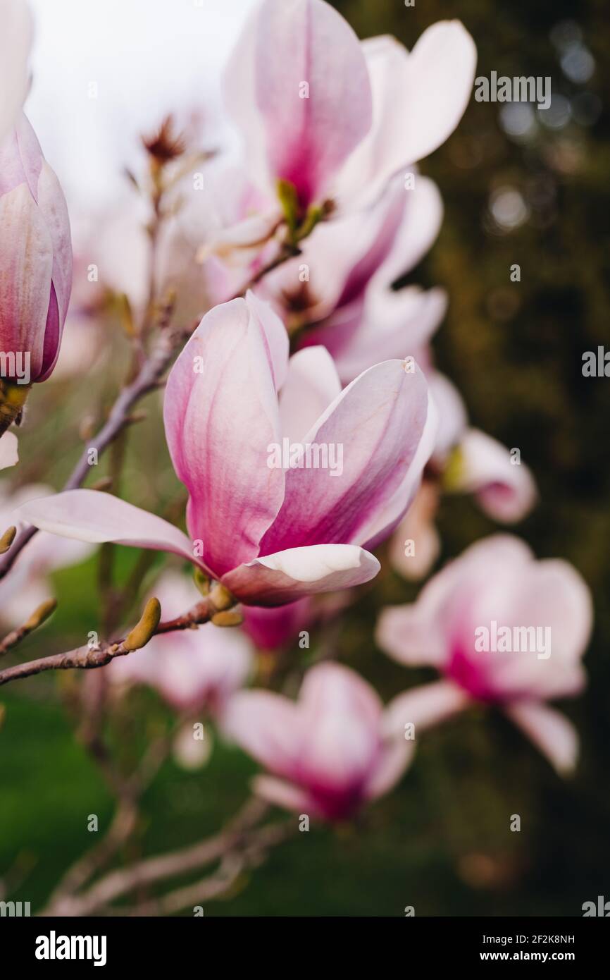 Pink spring flower nature hi-res stock photography and images - Alamy